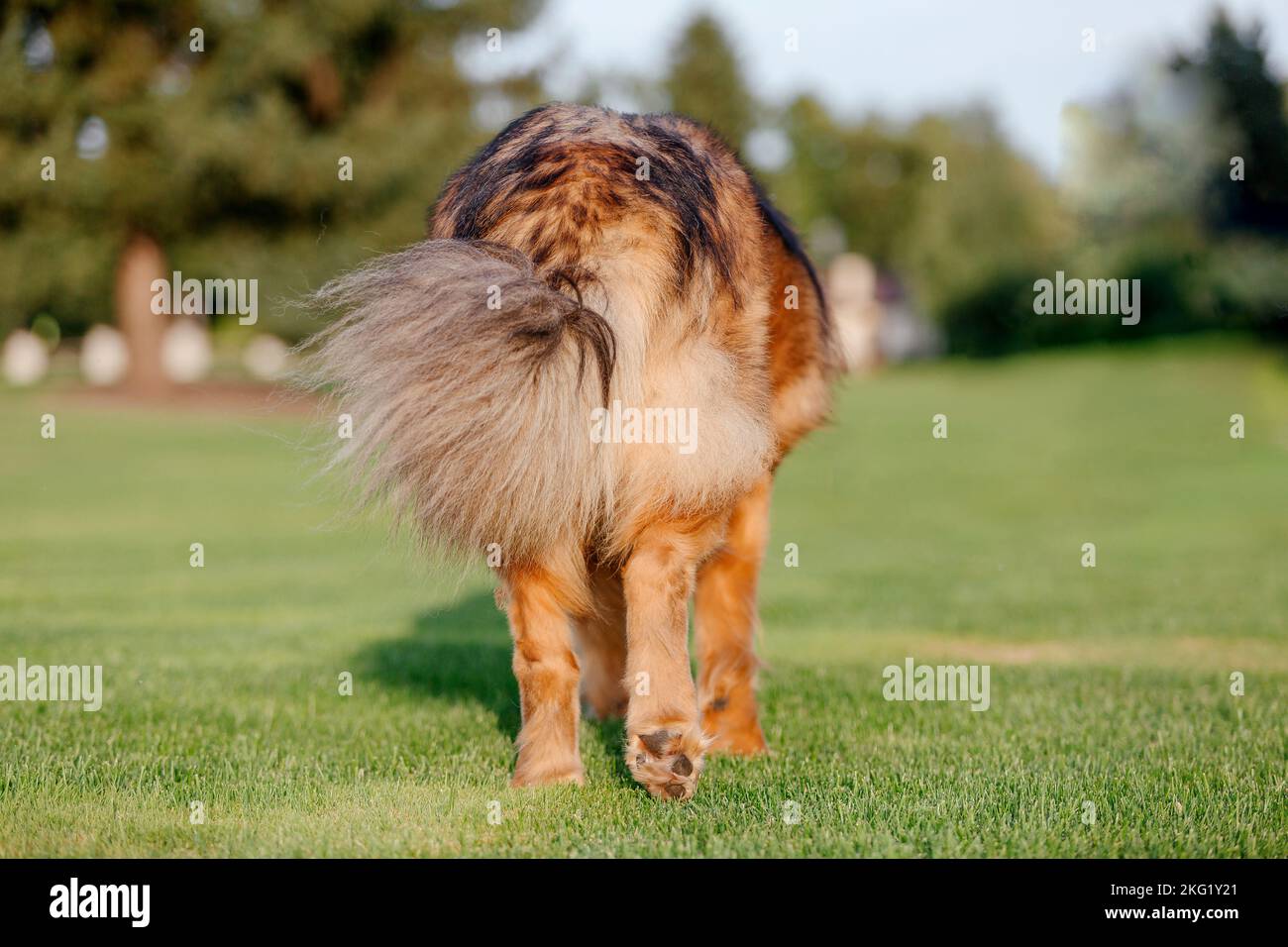 Dog breed Tibetan Mastiff on the grass in summer Stock Photo - Alamy
