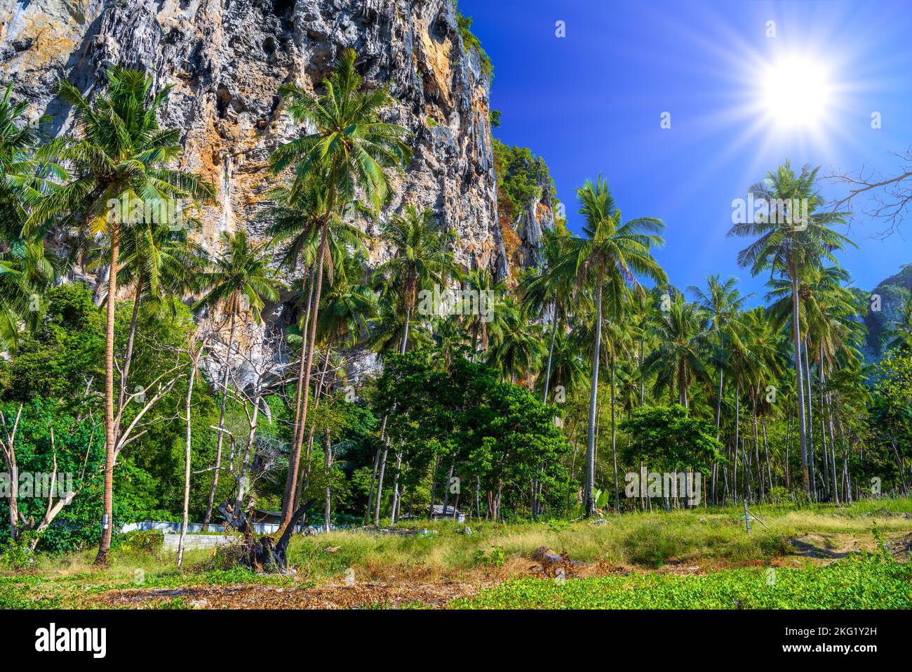 Coconut palms and rocks near the water, Tonsai Bay, Railay Beach, Ao ...