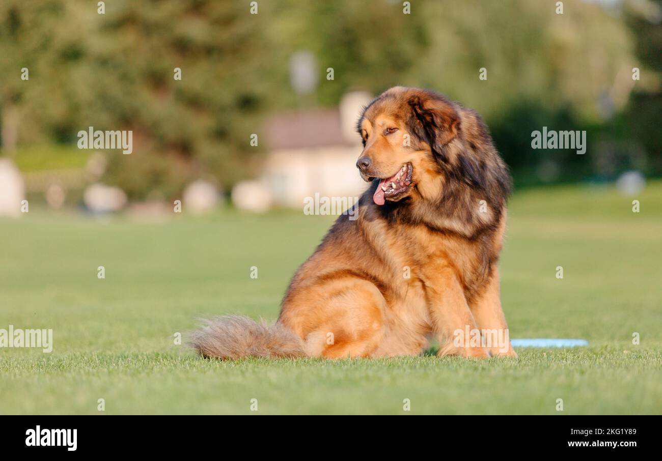 Dog breed Tibetan Mastiff on the grass in summer Stock Photo - Alamy