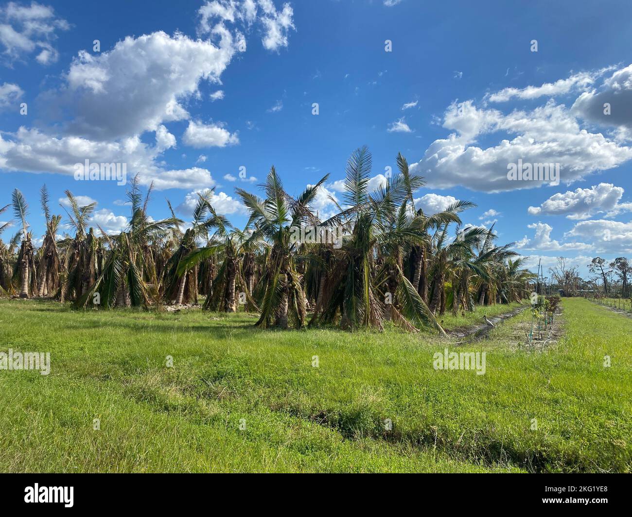 Hurricane damaged palm trees hi-res stock photography and images - Alamy
