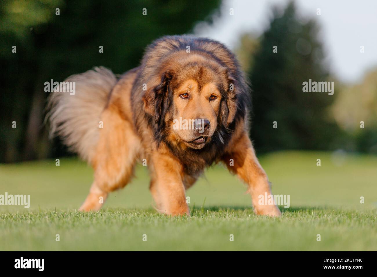 Dog breed Tibetan Mastiff on the grass in summer Stock Photo - Alamy
