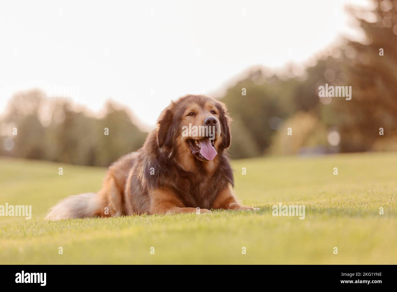 Dog breed Tibetan Mastiff on the grass in summer Stock Photo - Alamy