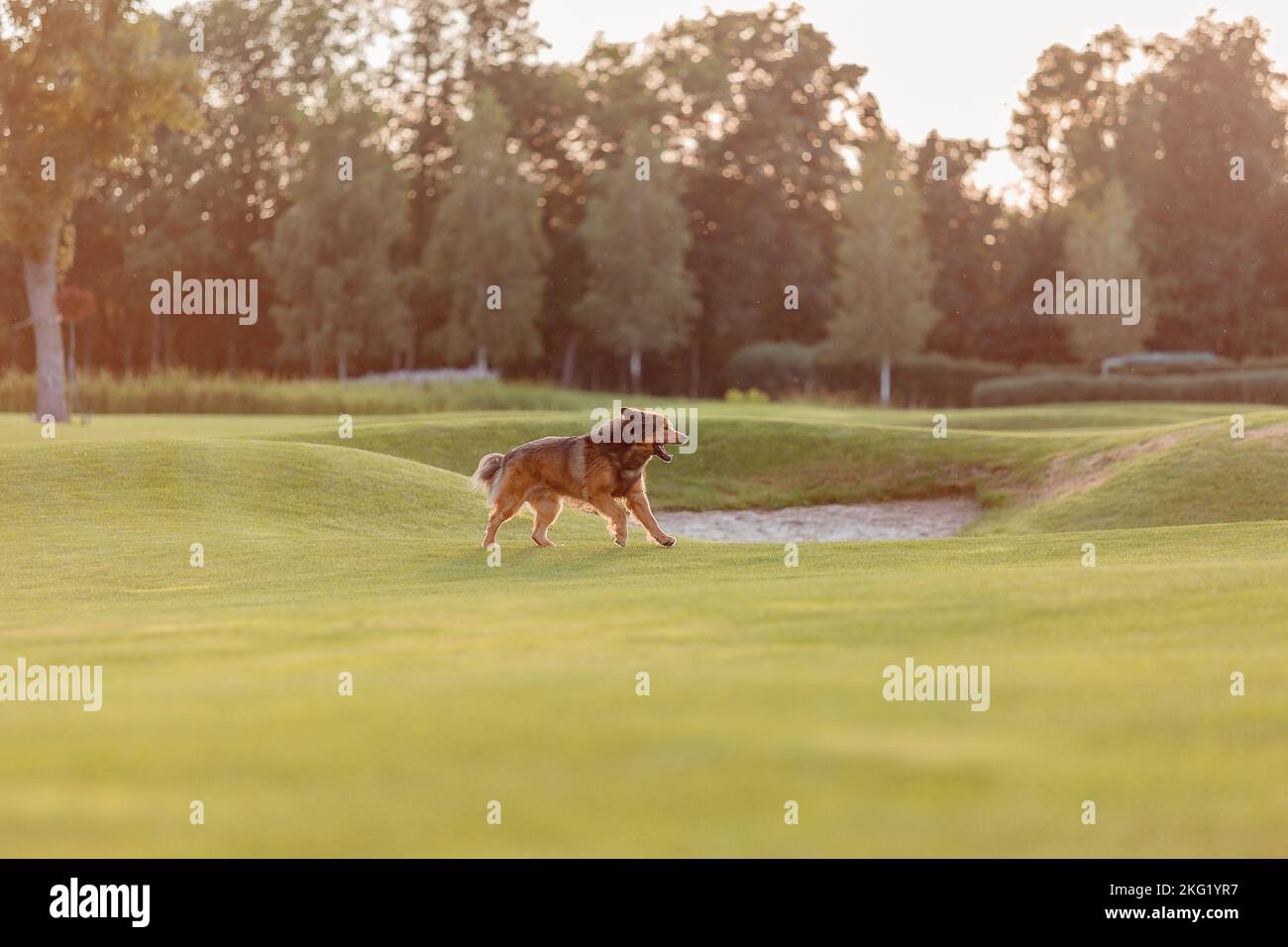 Dog breed Tibetan Mastiff on the grass in summer Stock Photo - Alamy