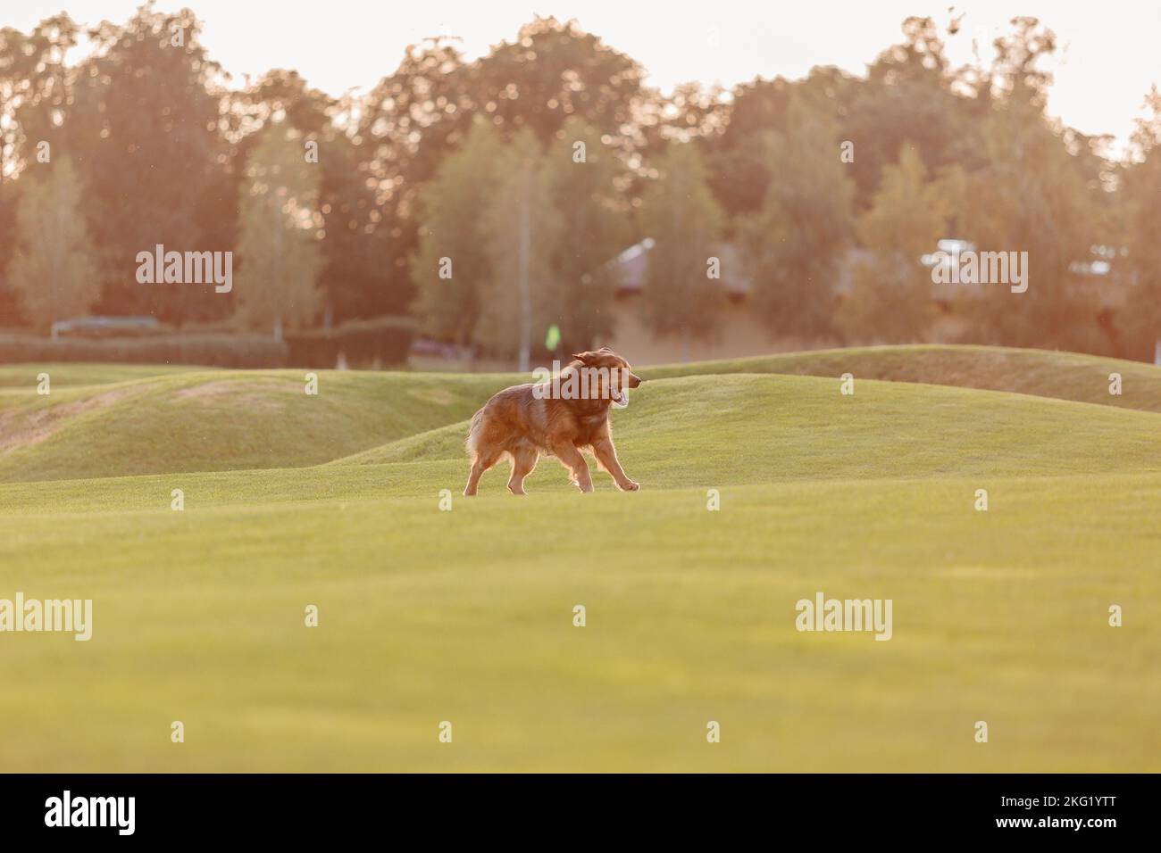 Dog breed Tibetan Mastiff on the grass in summer Stock Photo - Alamy