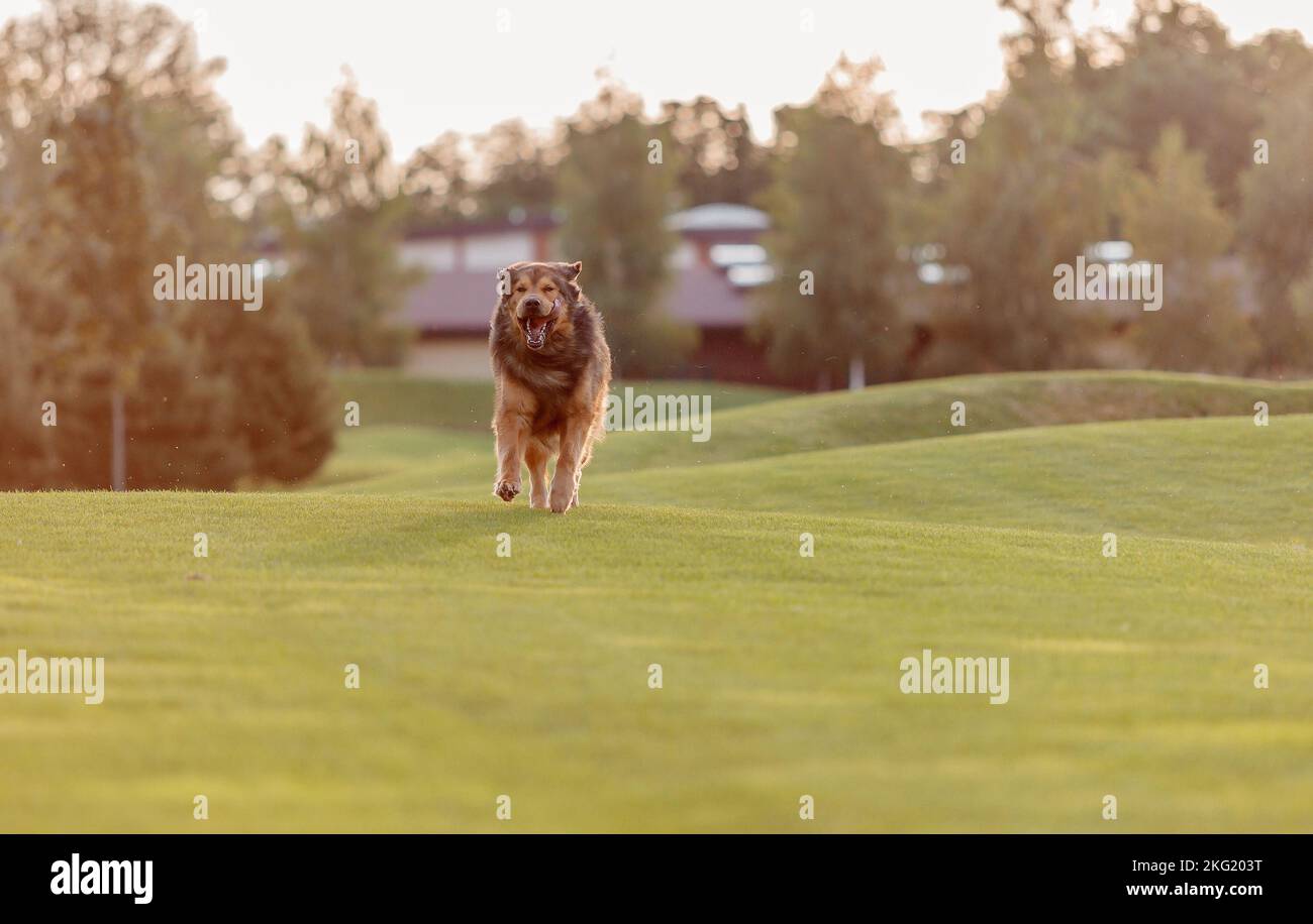 Dog breed Tibetan Mastiff on the grass in summer Stock Photo - Alamy