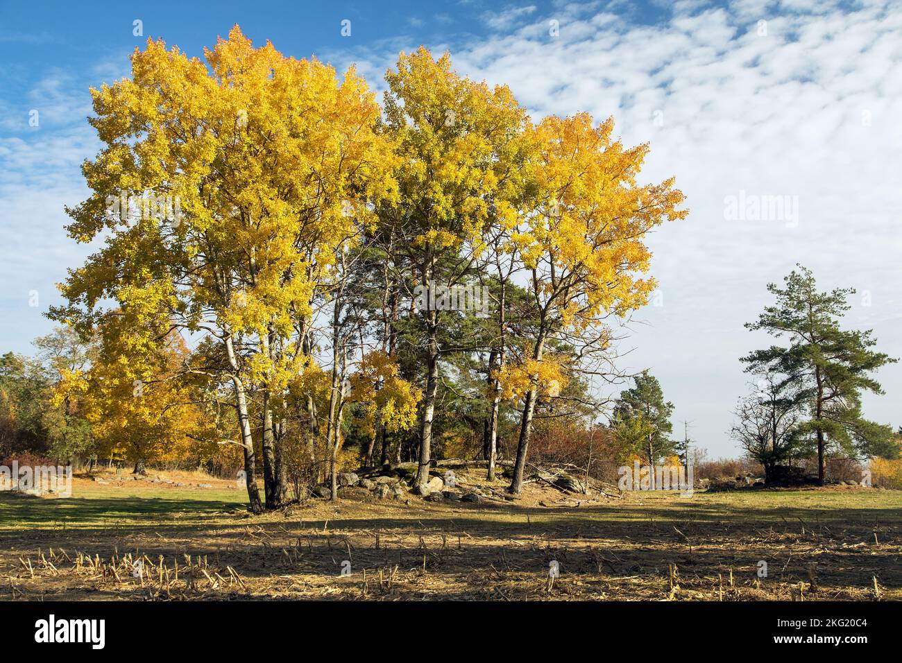 Common aspen hi-res stock photography and images - Alamy