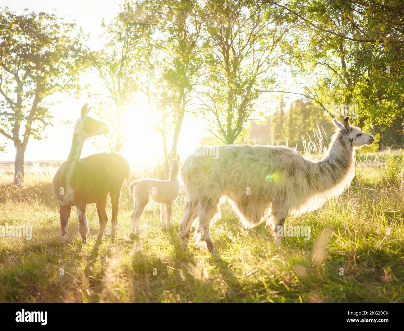 Beautiful sunrise farm scene with group of grey, brown and black ...