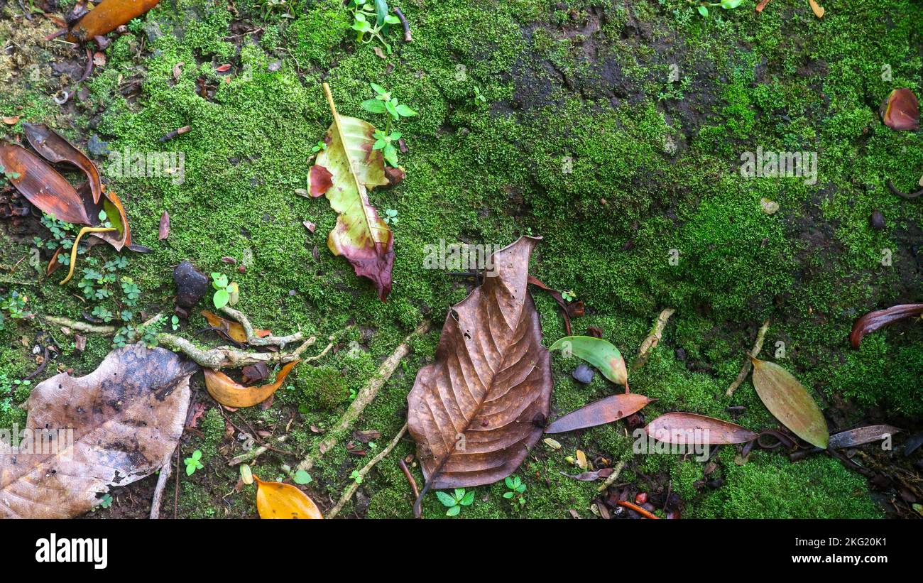 Mossy road texture with fallen leaves Stock Photo - Alamy