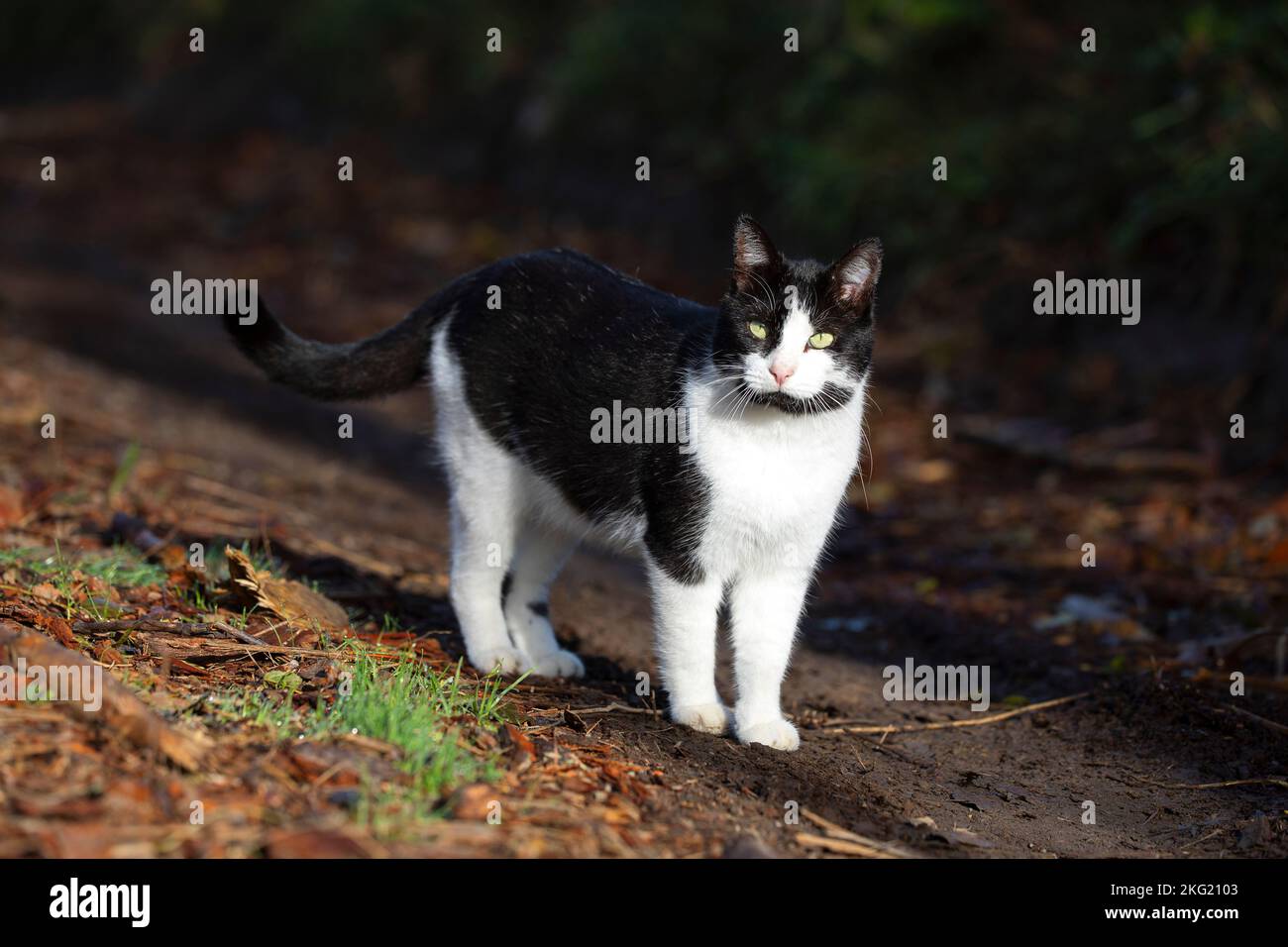 black and white cat staring at the camera on the way to the bush on a ...