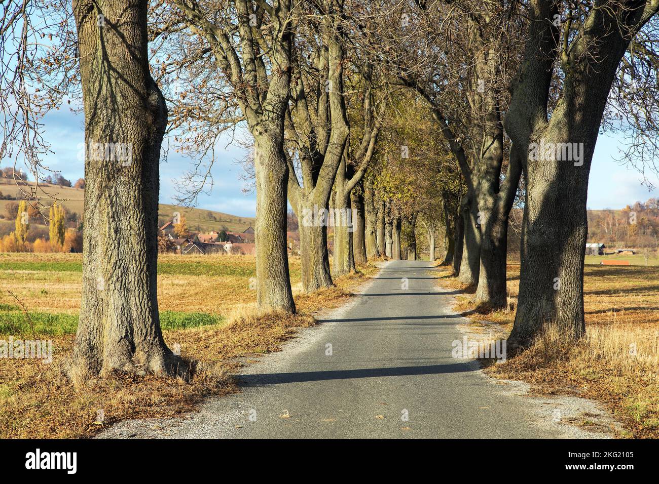 autumn linden tree alley, autumnal view of alley of lime trees Stock ...
