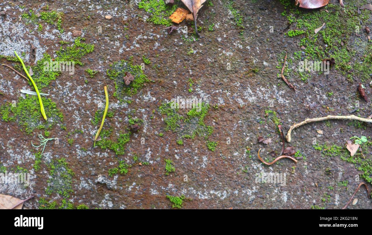 Mossy concrete road texture with fallen leaves Stock Photo - Alamy