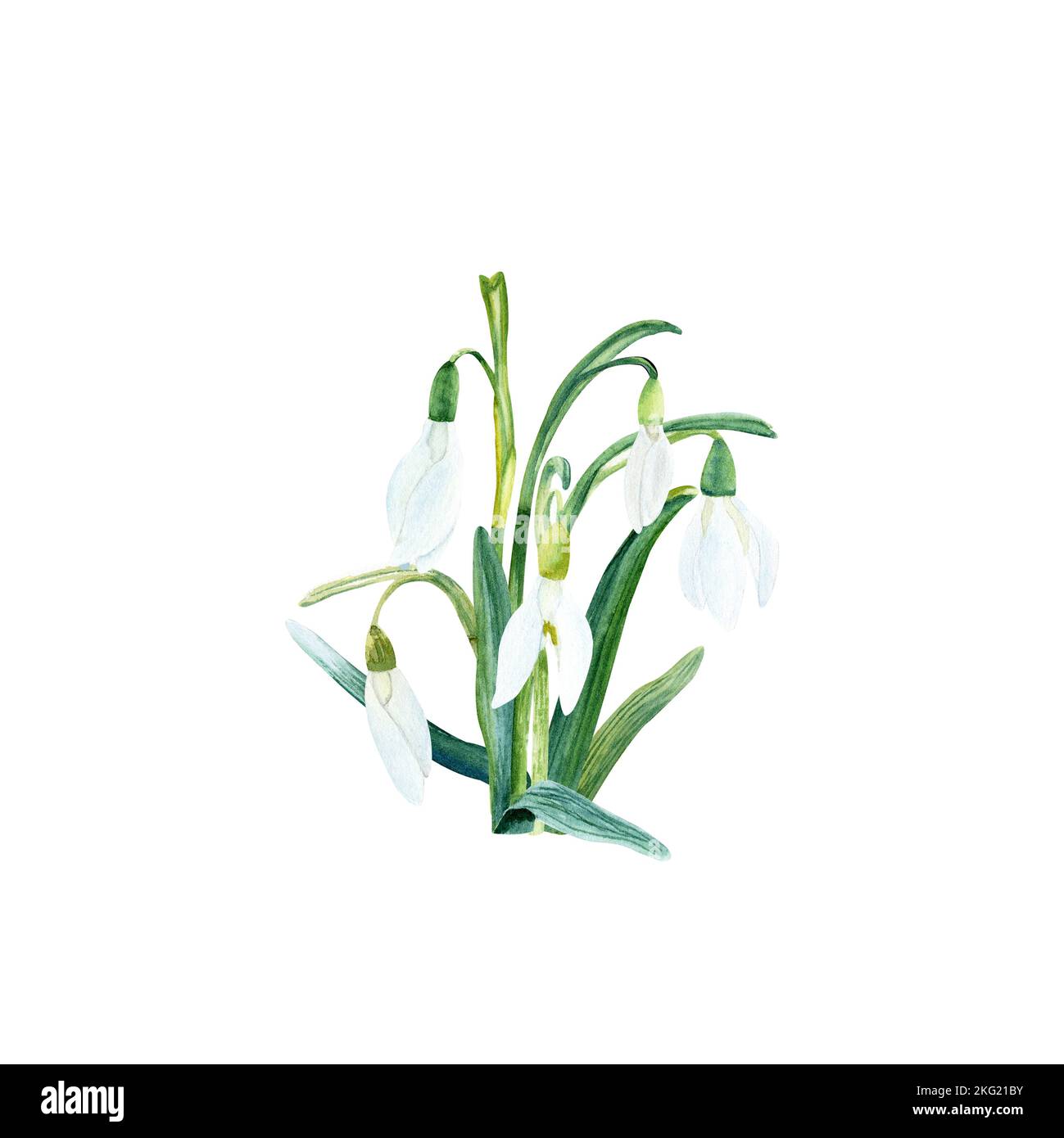 Flower snowdrop. Hand drawn watercolor illustrations. Botanical ...