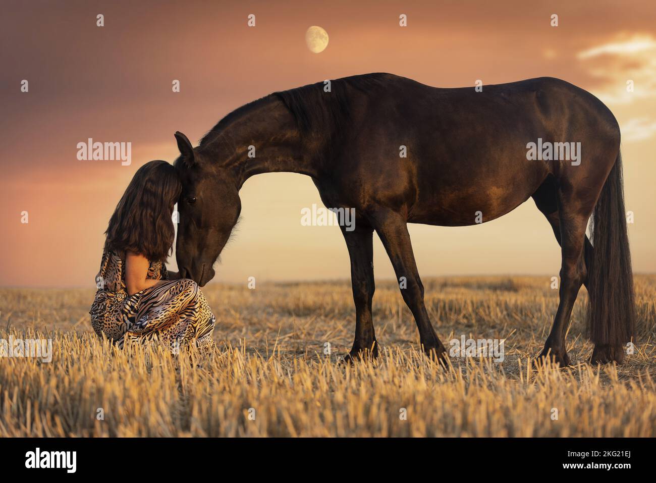 young woman with friesian mare Stock Photo - Alamy
