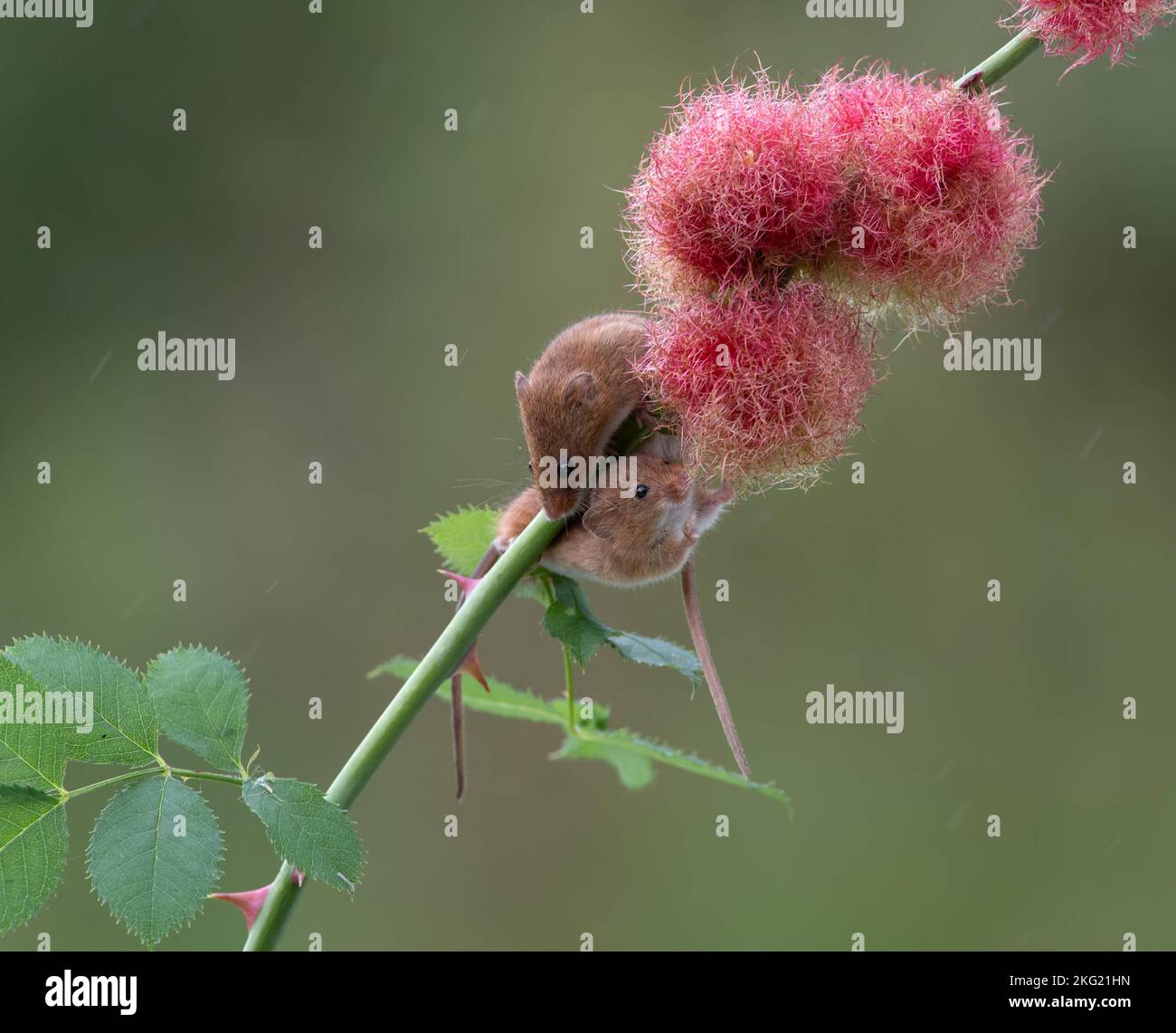 A little cuddle. Dorset, UK: ADORABLE PICTURES show the UK?s smallest ...