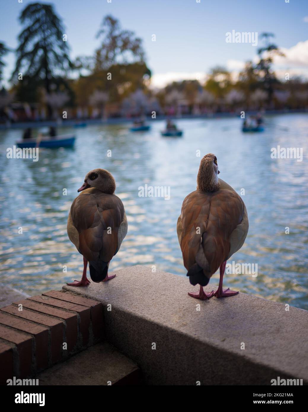 2 Egyptian geese looking at the boats on the pond in the Retiro park ...