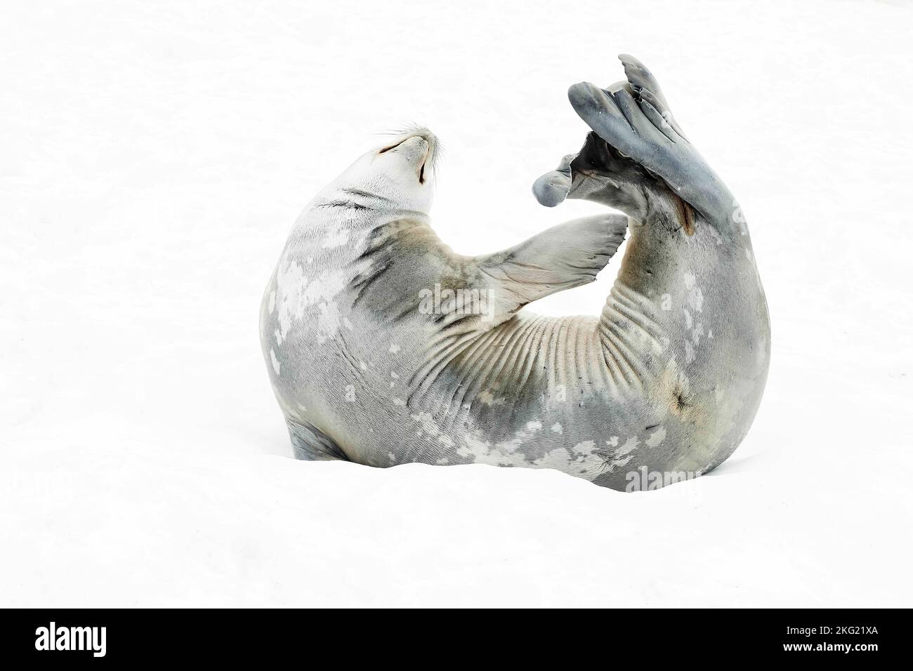 A smug smiling seal was captured appearing to enjoy a yoga session ...