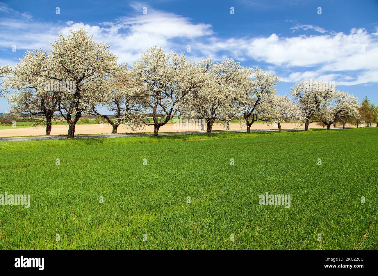 green field, road and alley of flowering cherry trees in latin Prunus ...