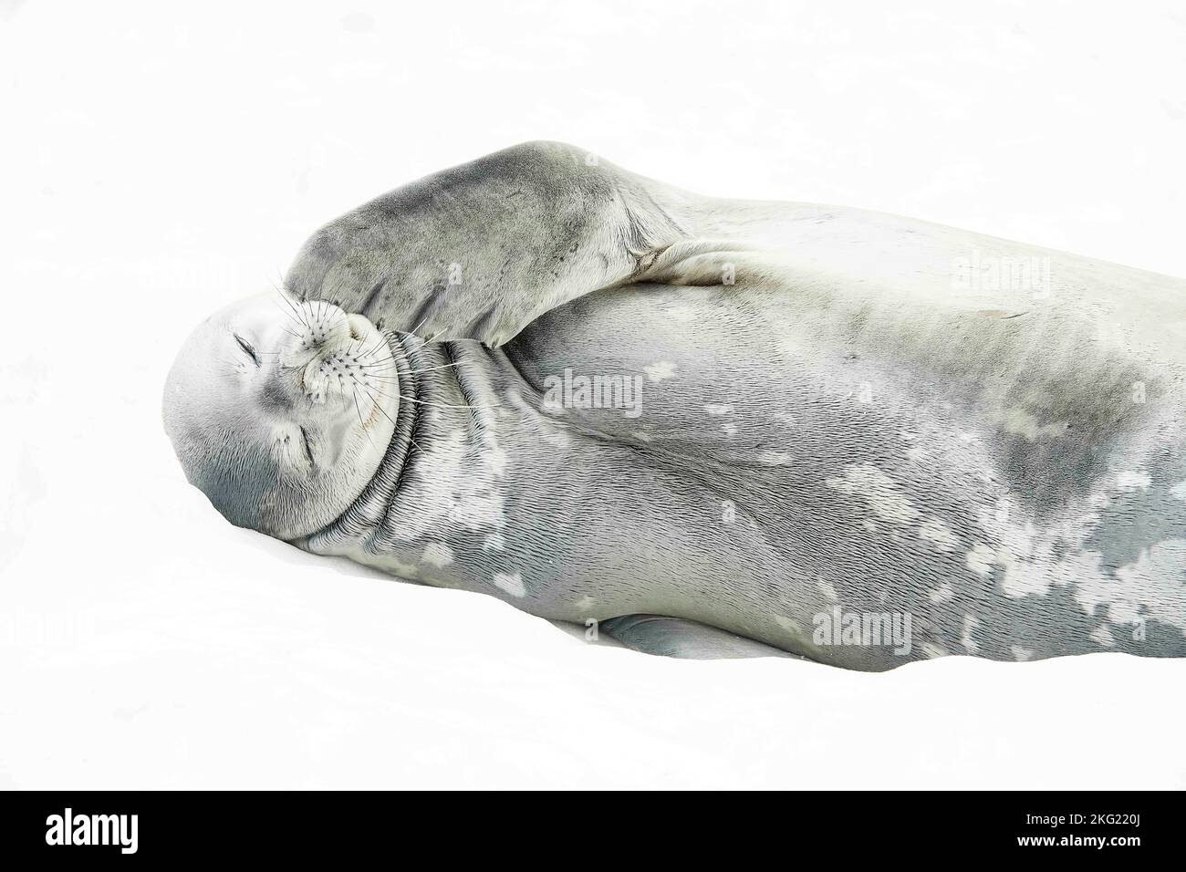 A smug smiling seal was captured appearing to enjoy a yoga session ...