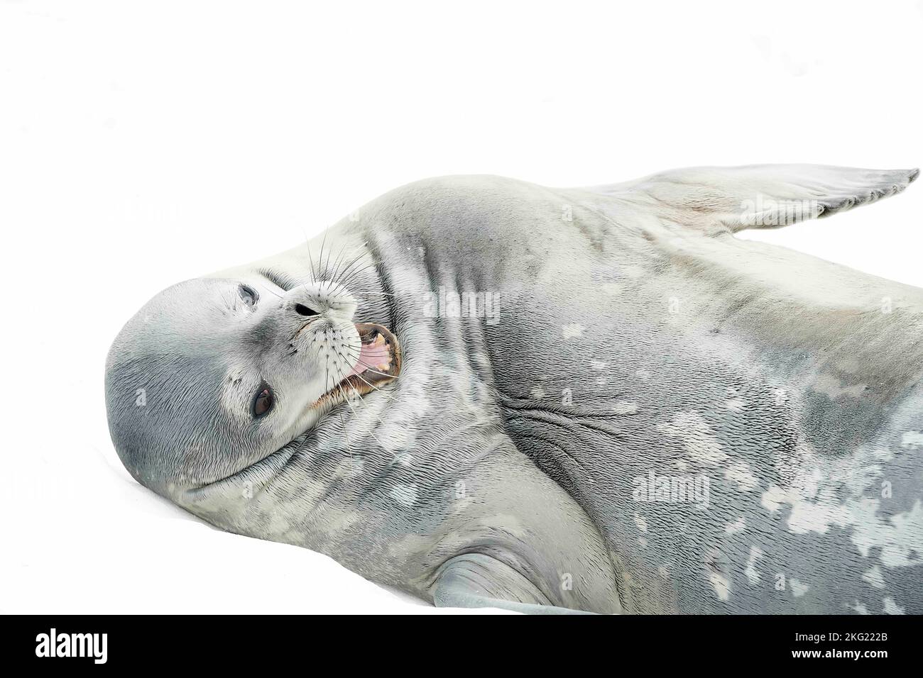 A smug smiling seal was captured appearing to enjoy a yoga session ...
