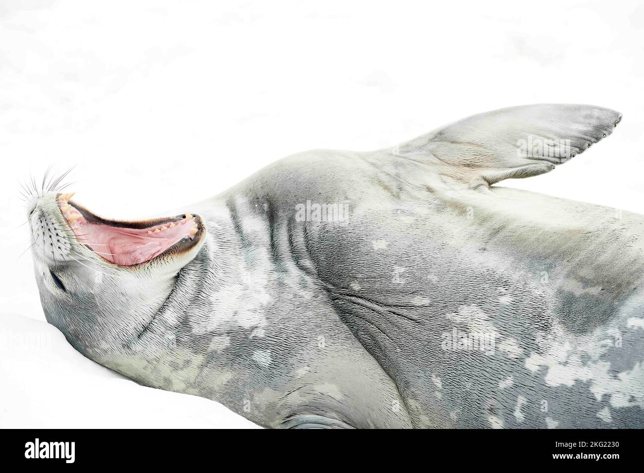 A smug smiling seal was captured appearing to enjoy a yoga session ...