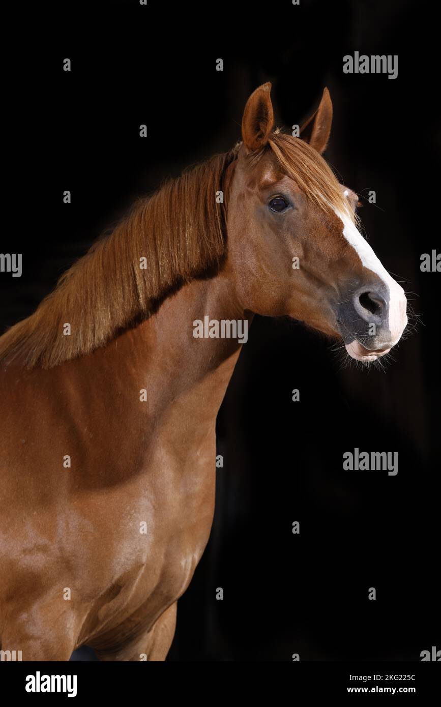 German riding pony studio hi-res stock photography and images - Alamy