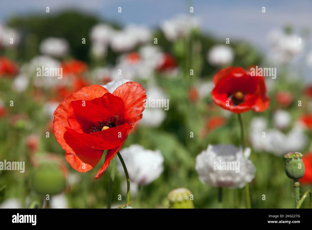 White flowering opium poppy field in Latin papaver somniferum, poppy ...