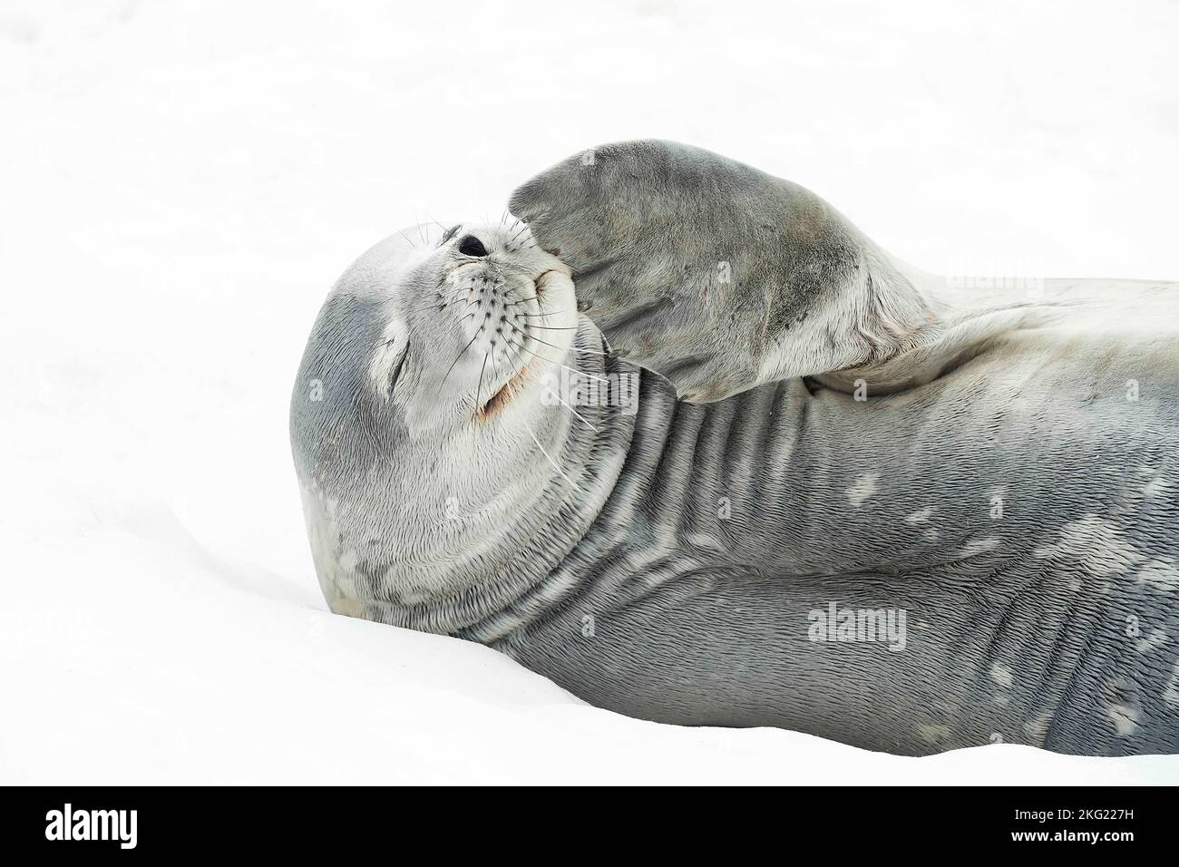 A smug smiling seal was captured appearing to enjoy a yoga session ...
