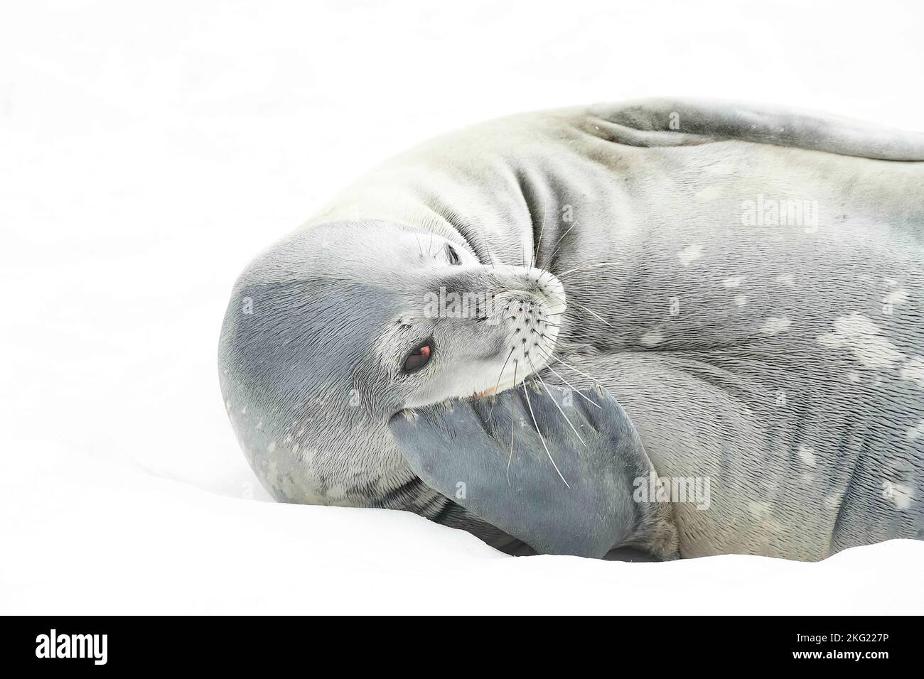 A smug smiling seal was captured appearing to enjoy a yoga session ...