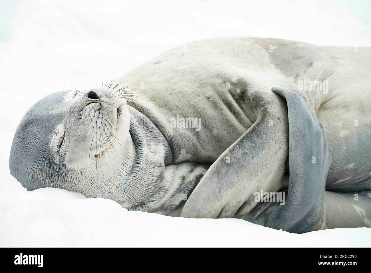 A smug smiling seal was captured appearing to enjoy a yoga session ...