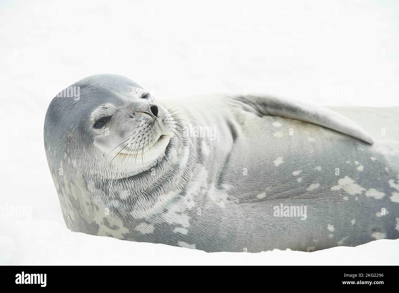 A smug smiling seal was captured appearing to enjoy a yoga session ...