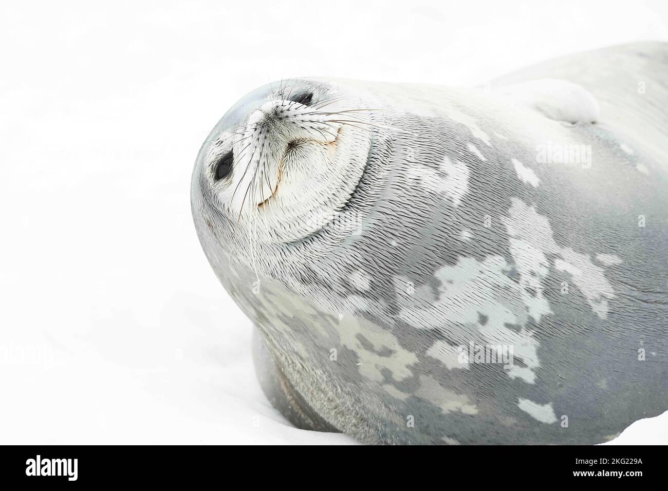 A smug smiling seal was captured appearing to enjoy a yoga session ...