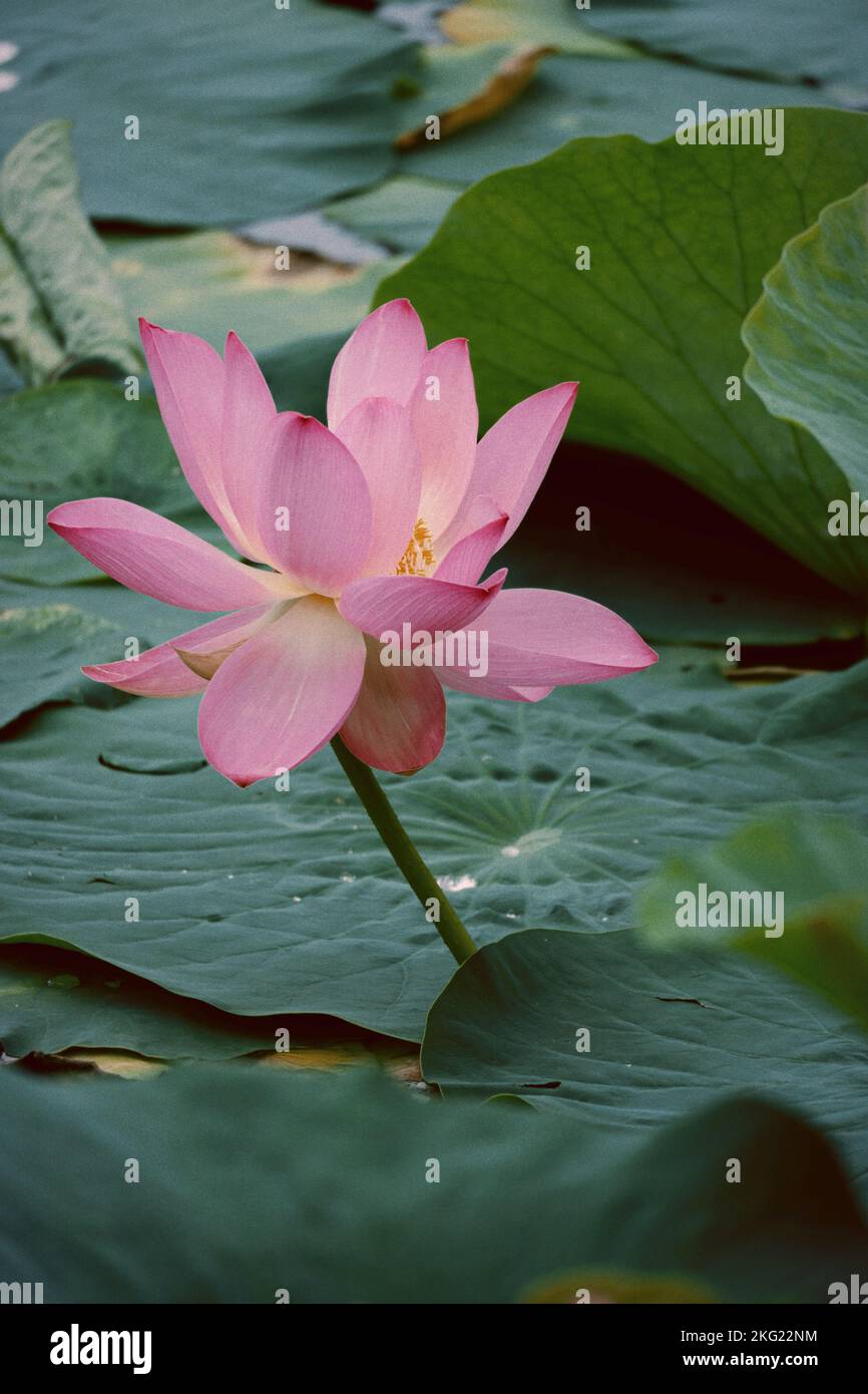 A vertical of the light pink lotus bloomed in a swamp full of large ...