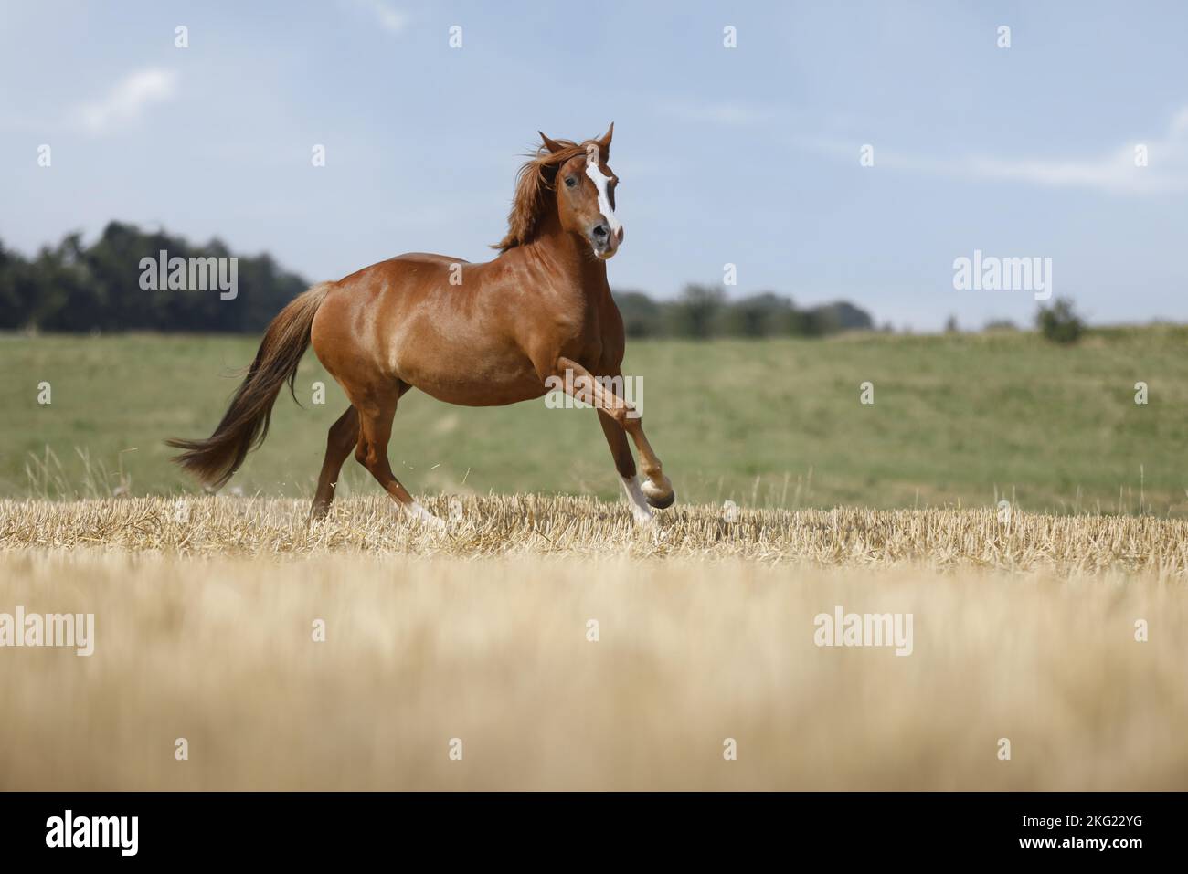 German Riding Pony mare Stock Photo - Alamy