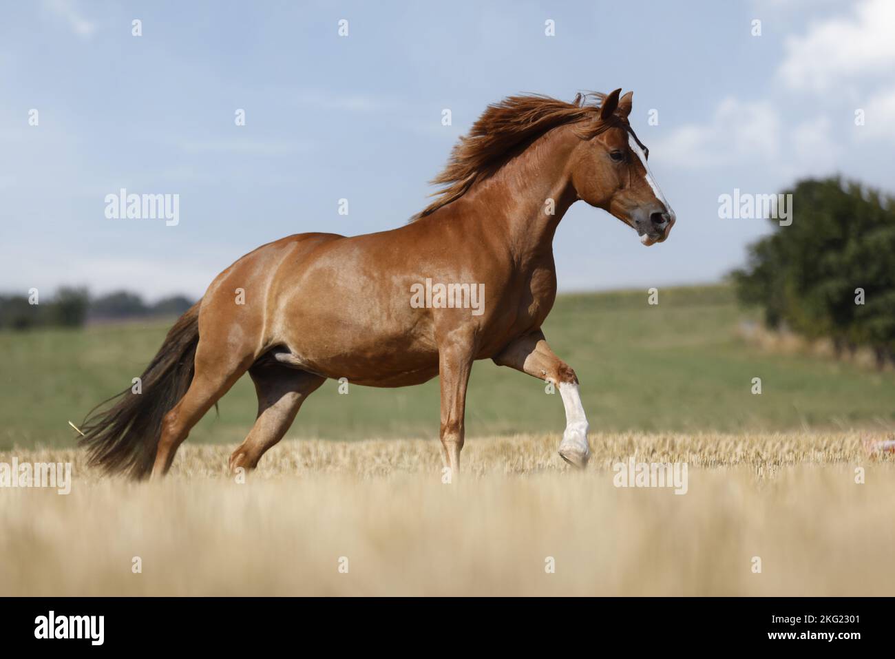 German Riding Pony mare Stock Photo - Alamy