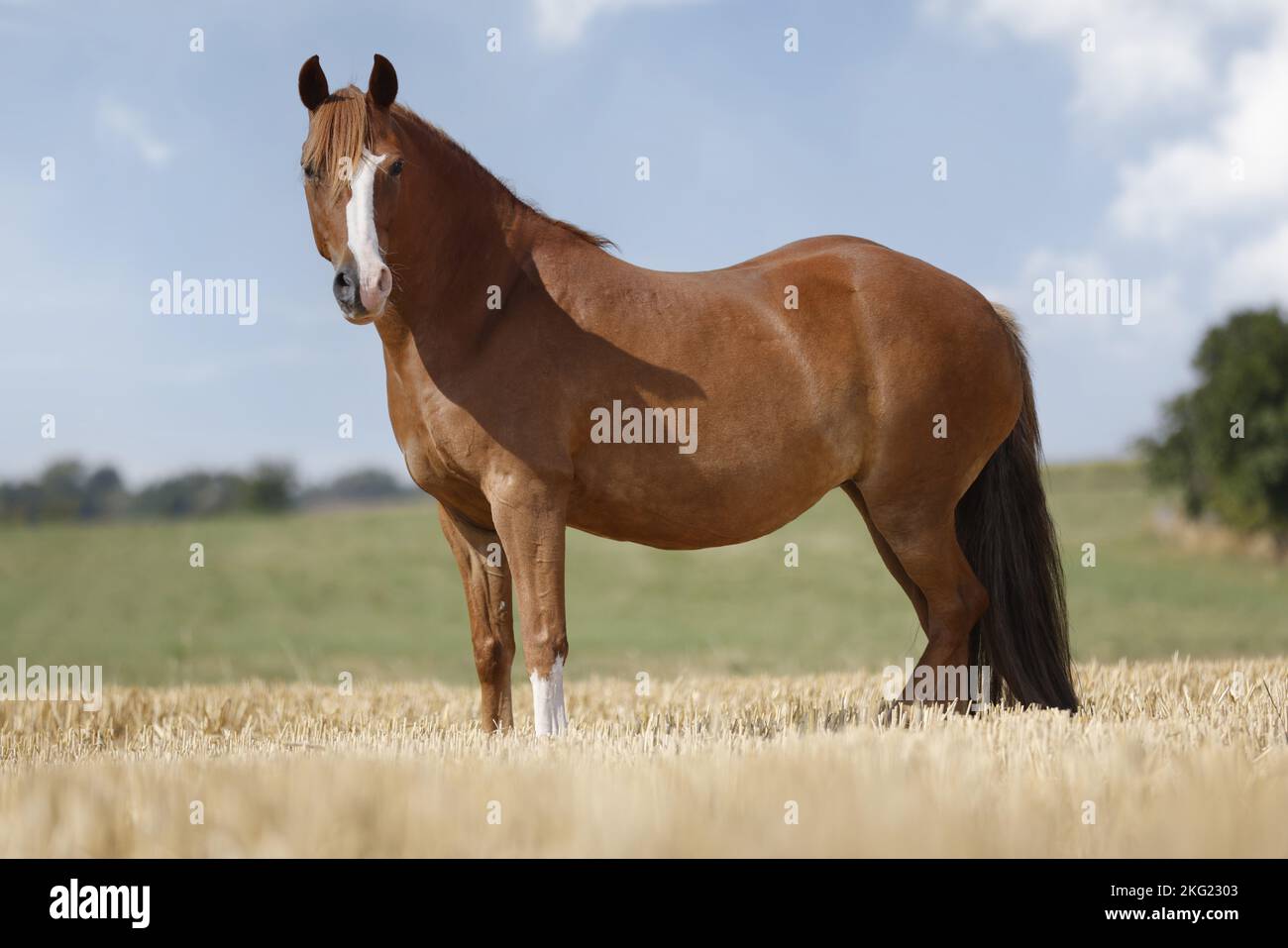 German Riding Pony mare Stock Photo - Alamy