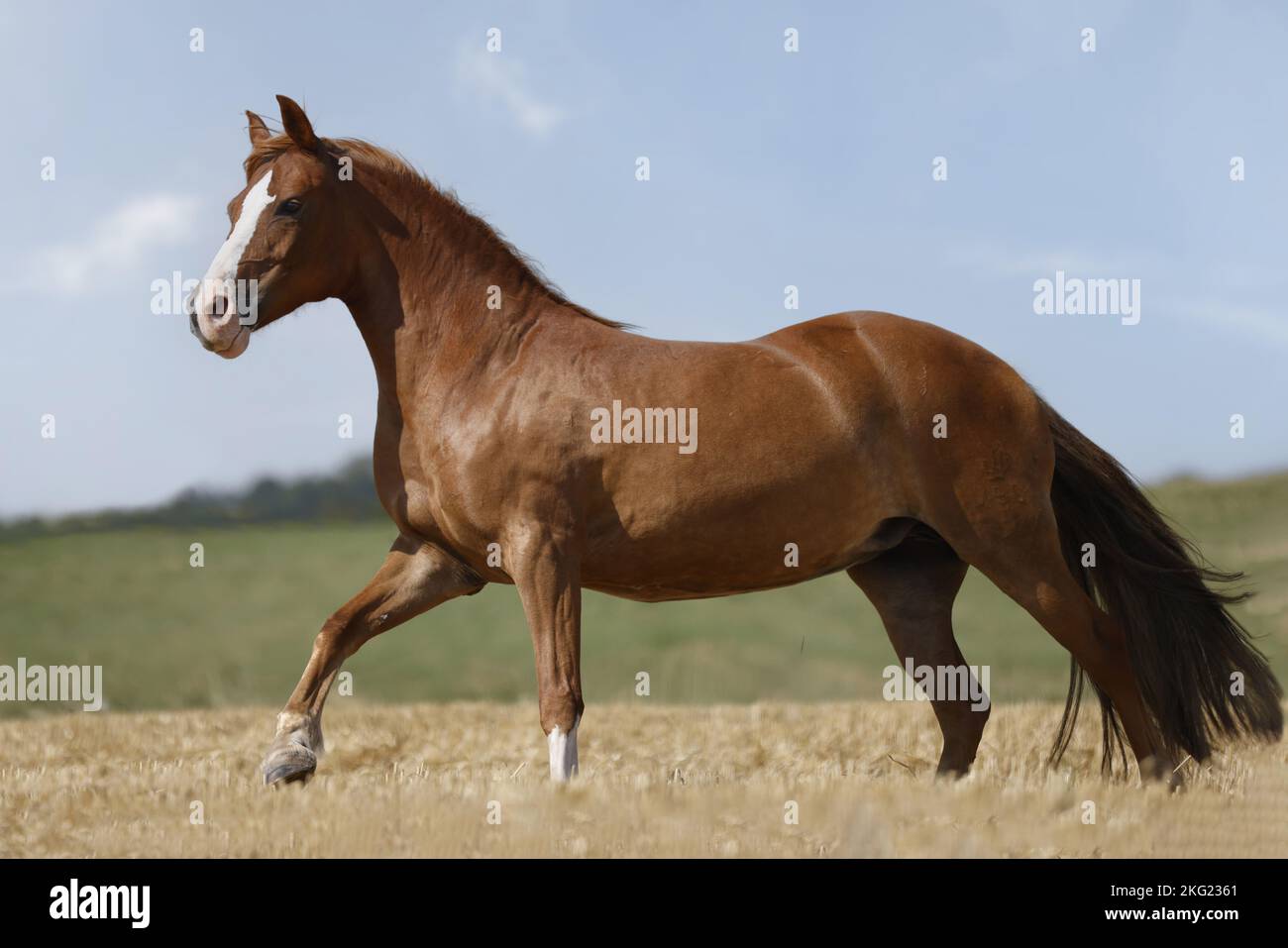 German Riding Pony mare Stock Photo - Alamy
