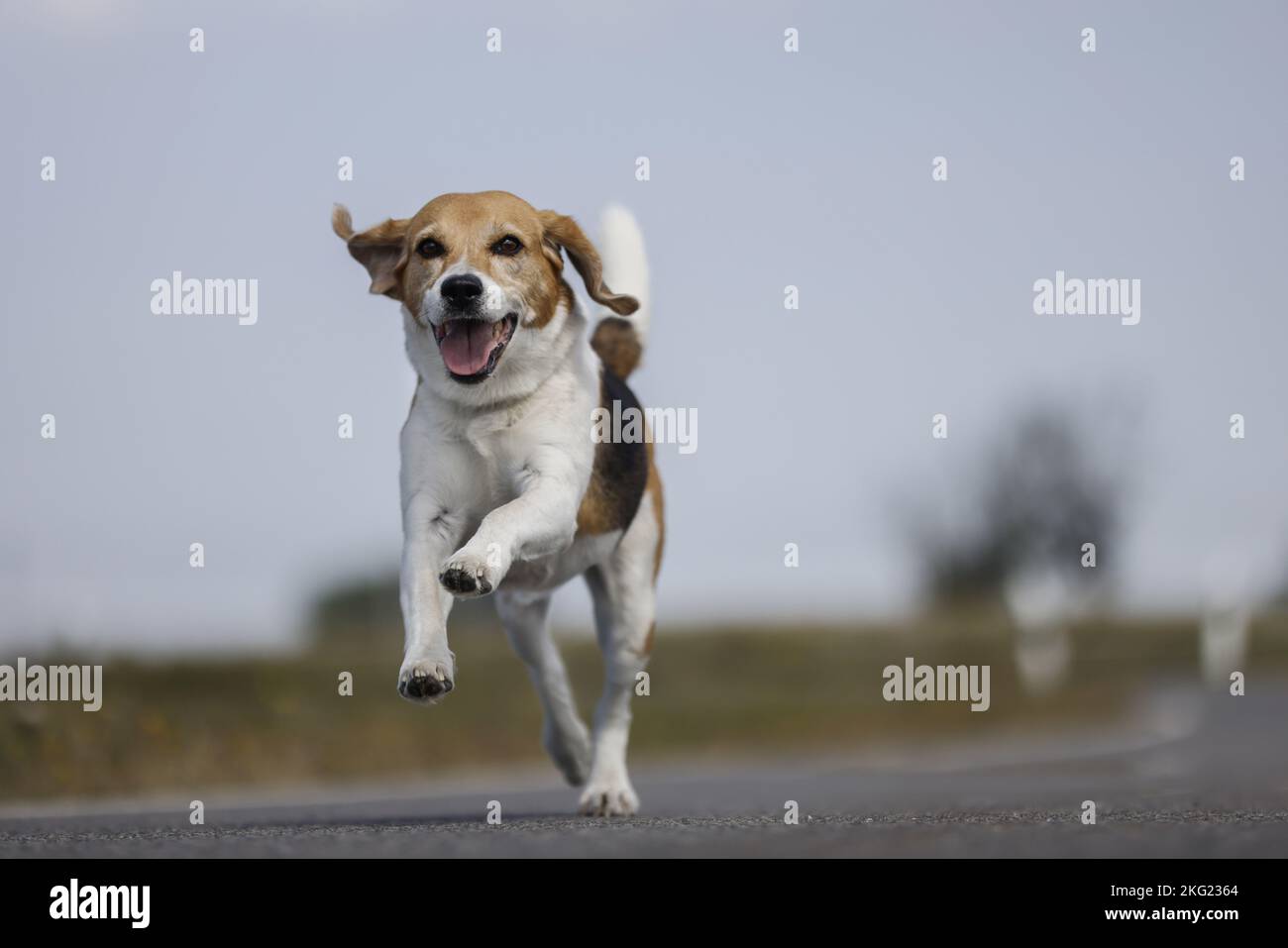 Beagle running side view hi-res stock photography and images - Alamy