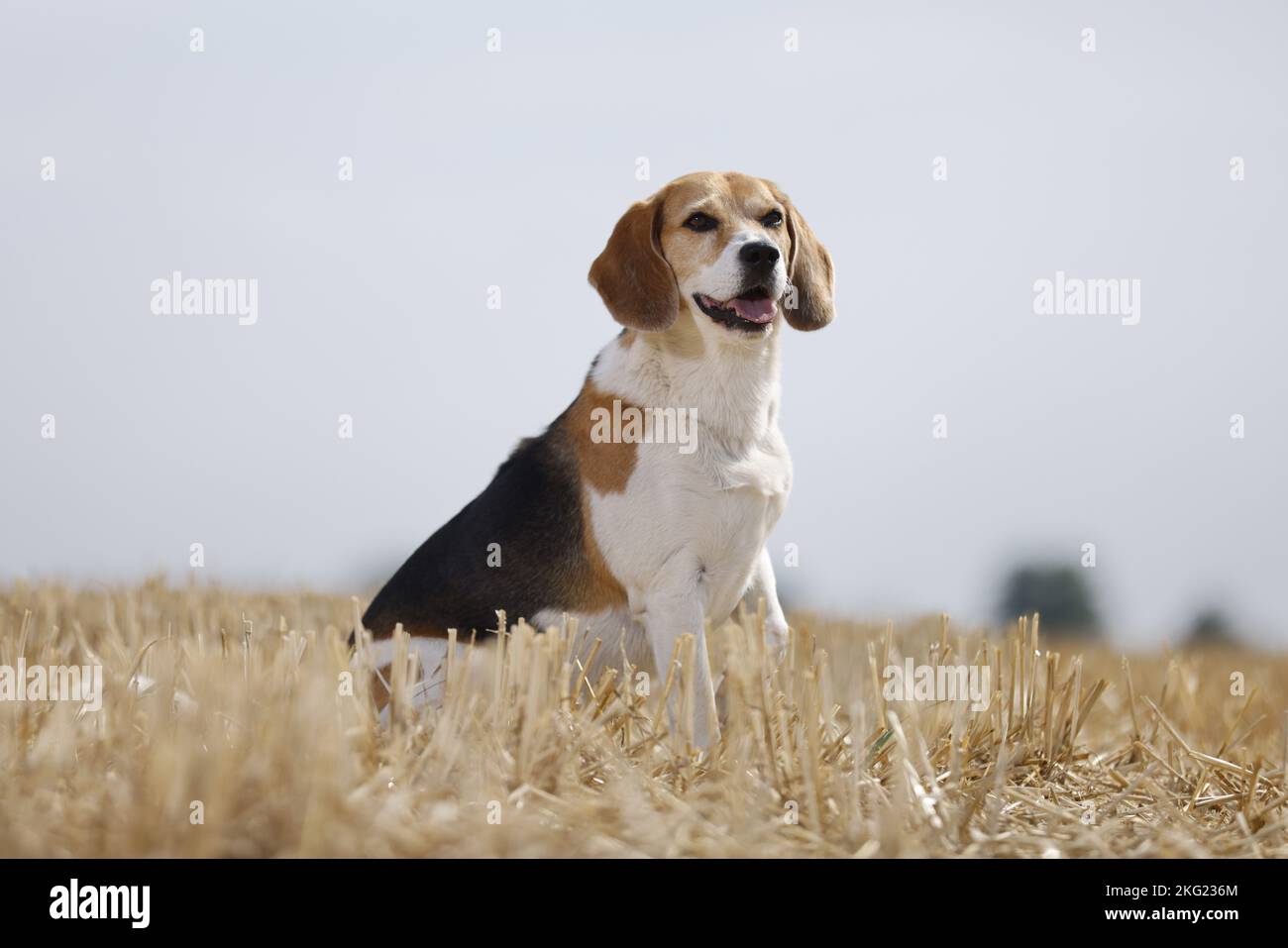 Single sit adult beagle dog hi-res stock photography and images - Alamy