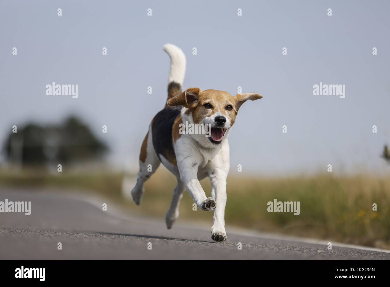 Beagle running side view hi-res stock photography and images - Alamy