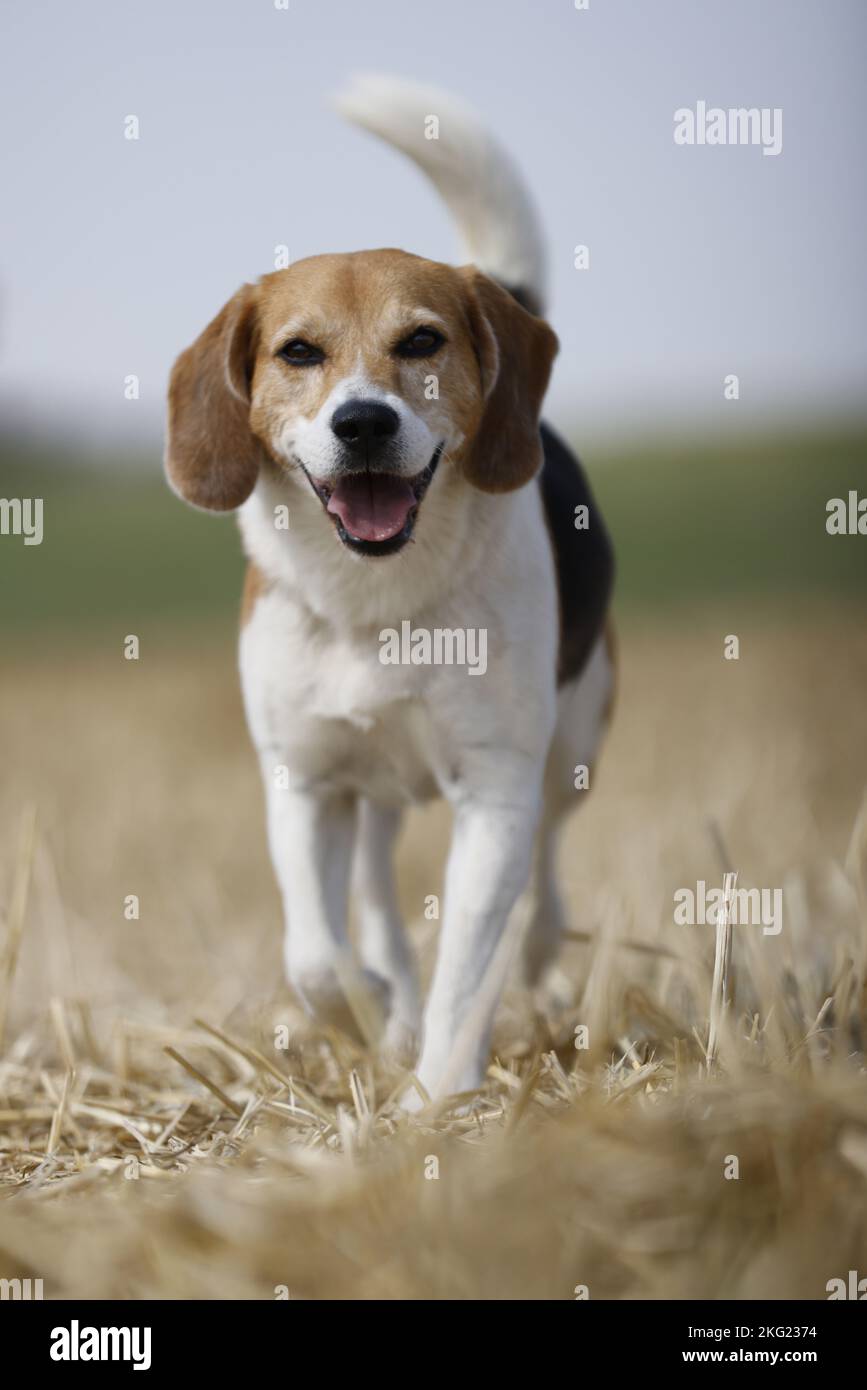 Beagle walks hi-res stock photography and images - Alamy