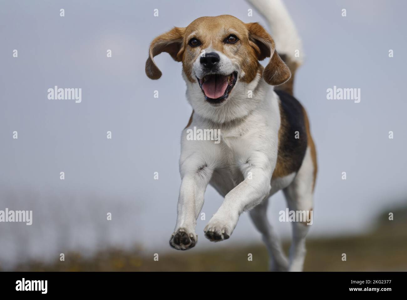 Beagle running side view hi-res stock photography and images - Alamy