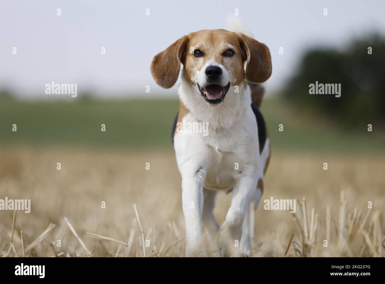 Beagle walks hi-res stock photography and images - Alamy
