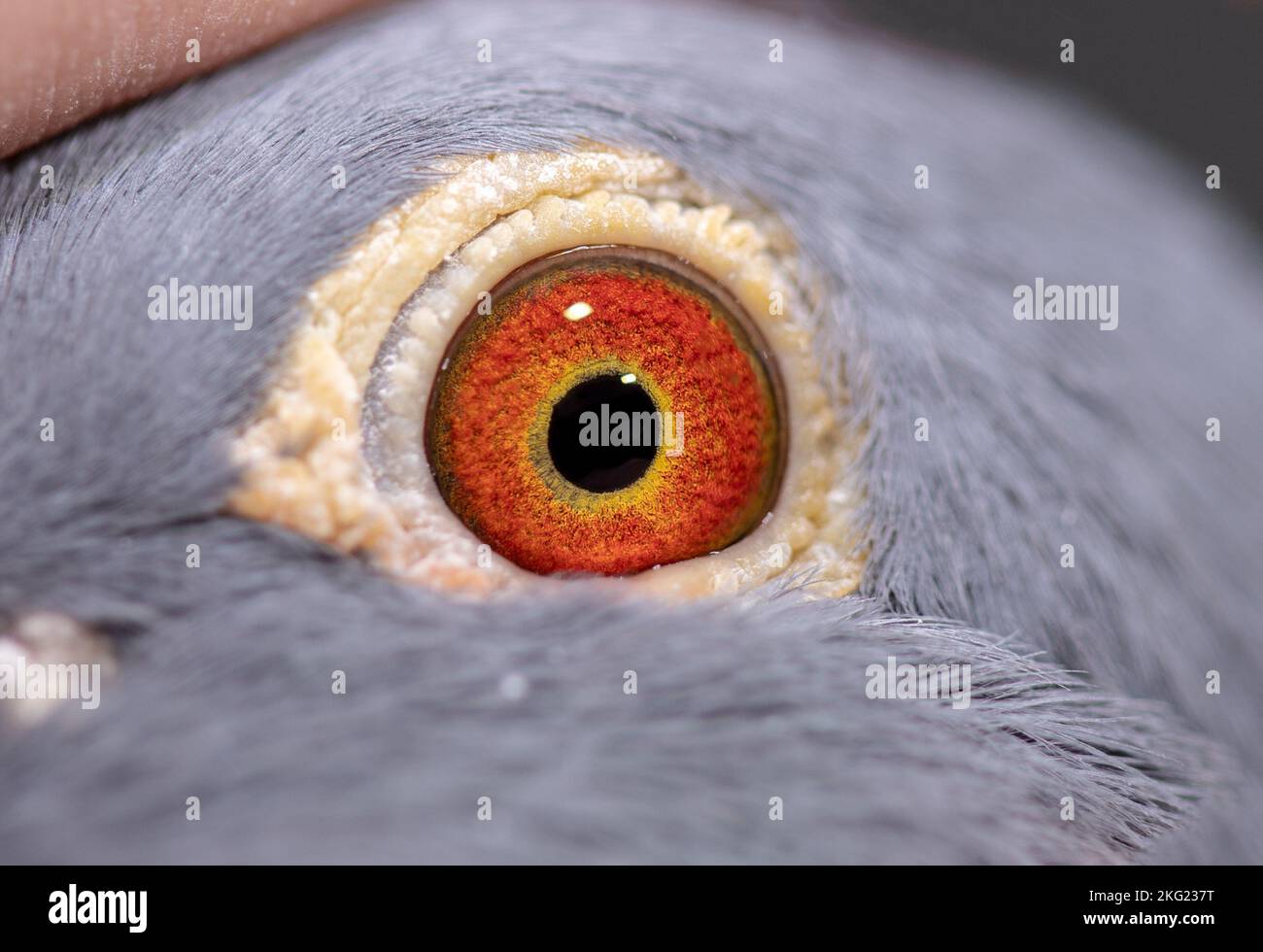 Red eyes pigeon hi-res stock photography and images - Alamy