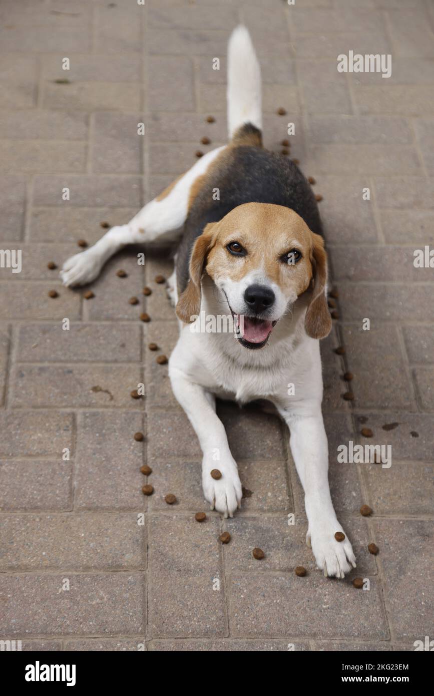 Beagle treats hi-res stock photography and images - Alamy