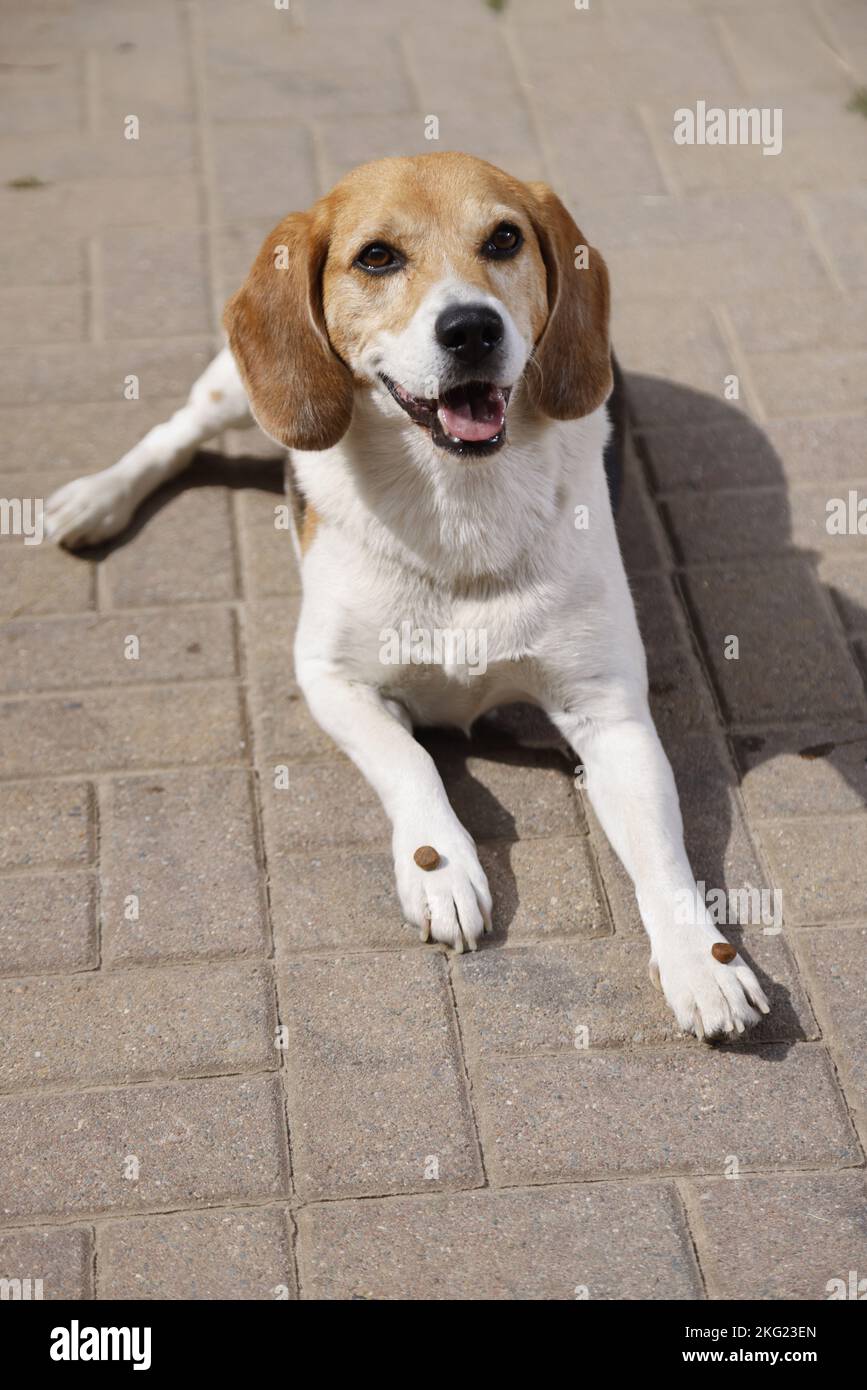 Beagle treats hi-res stock photography and images - Alamy