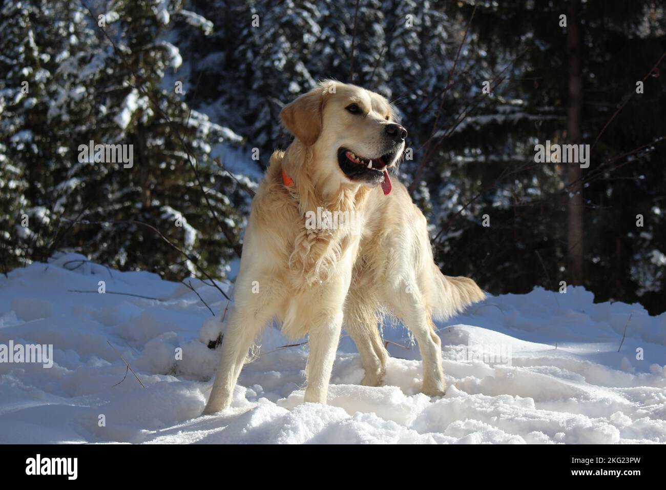 Golden retriever in the sun hi-res stock photography and images - Alamy