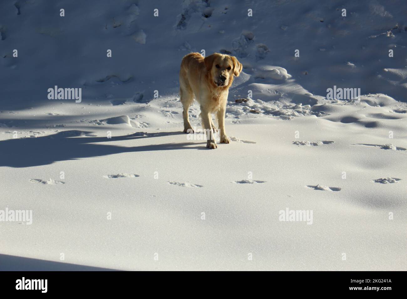 Adult golden retriever dog steading on snow bank casting a shadow in ...