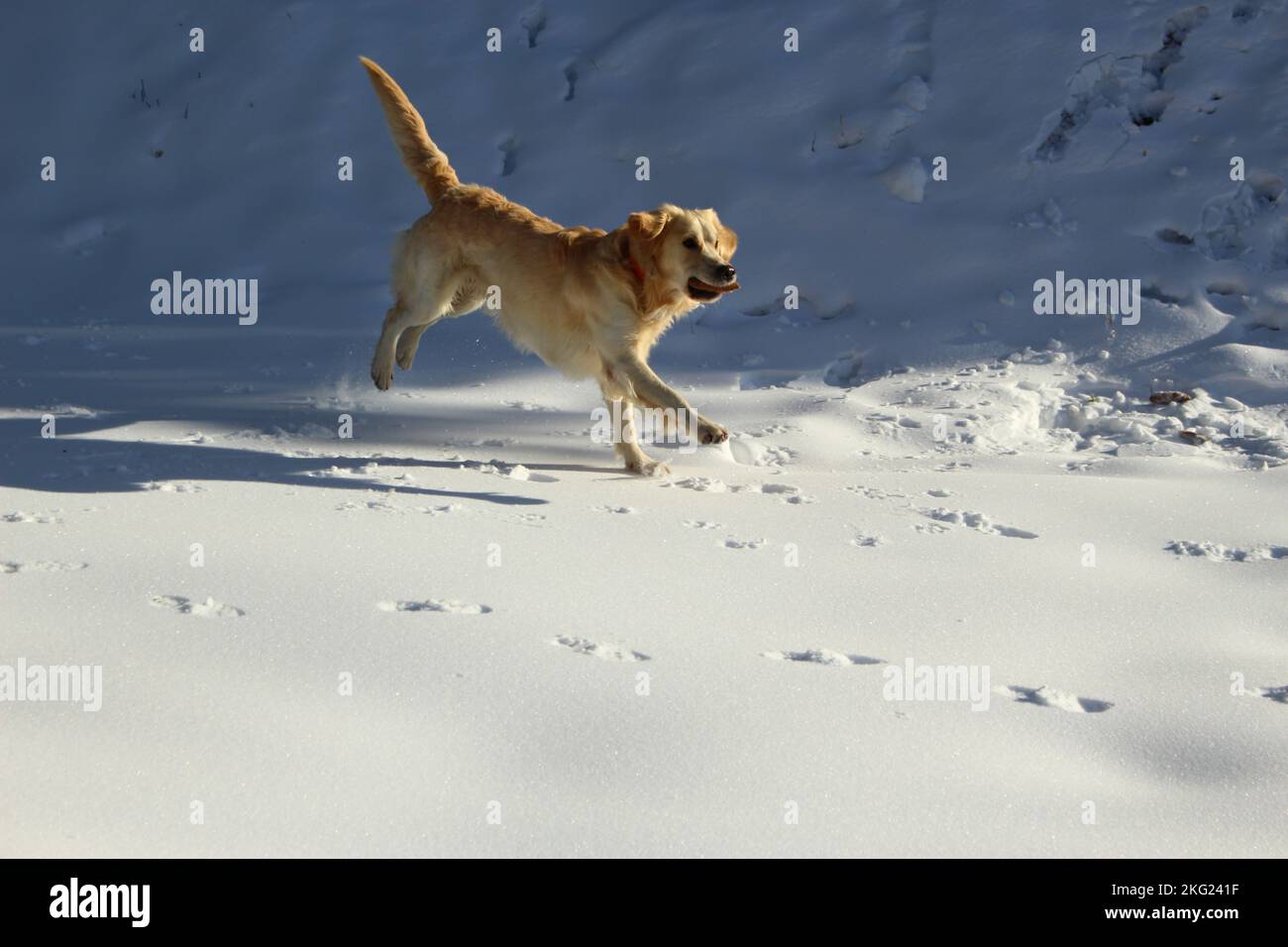 Golden retriever dog running on snow - shadow and light Stock Photo - Alamy