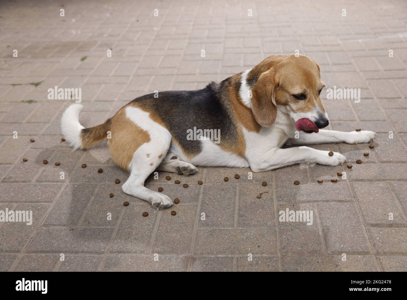 Beagle treats hi-res stock photography and images - Alamy