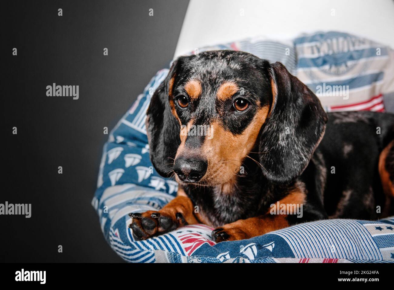 Beautiful marble dachshund sitting on a chair on a black background ...